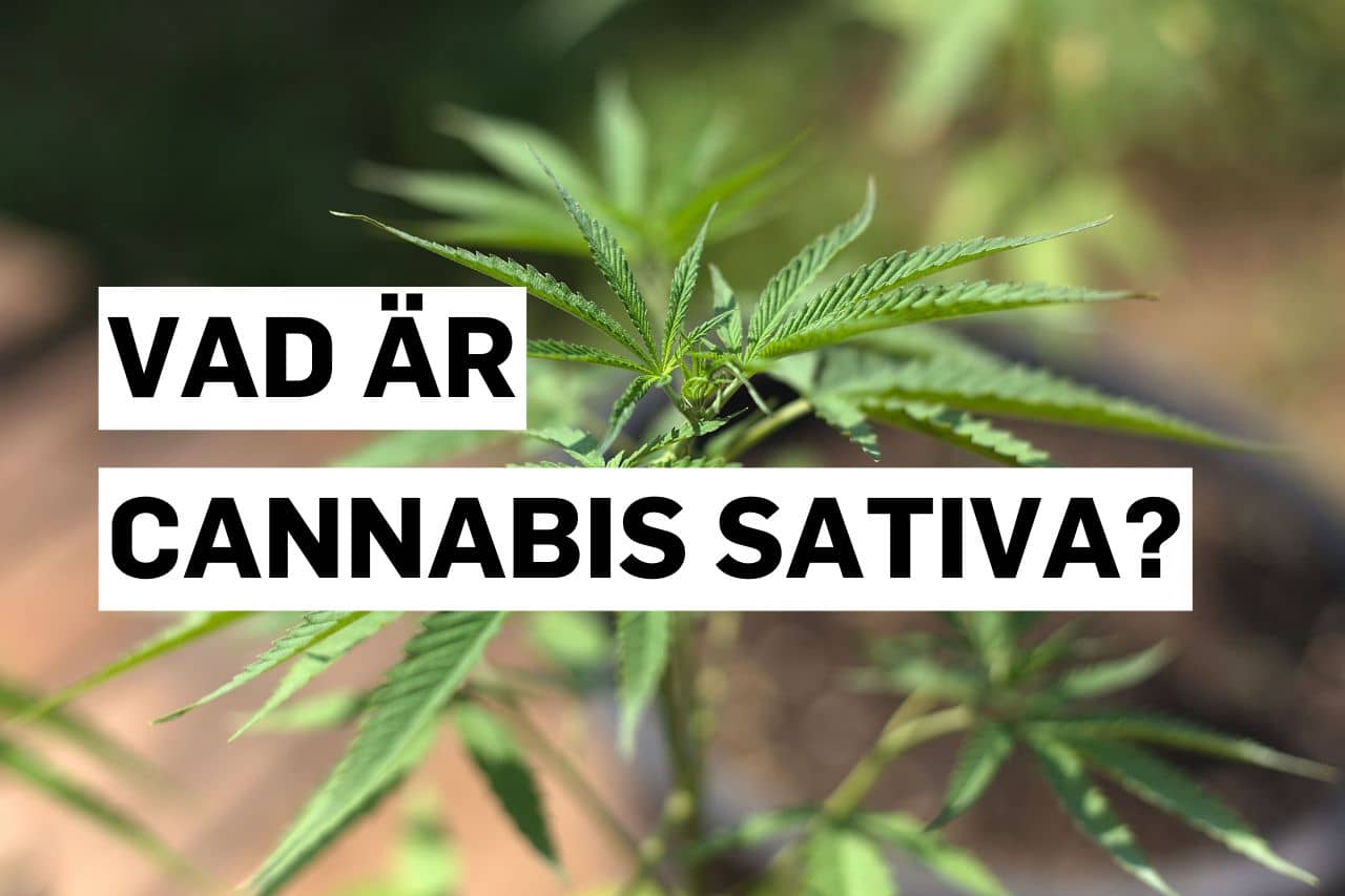 Vad är Cannabis sativa? Allt du behöver veta [2025]